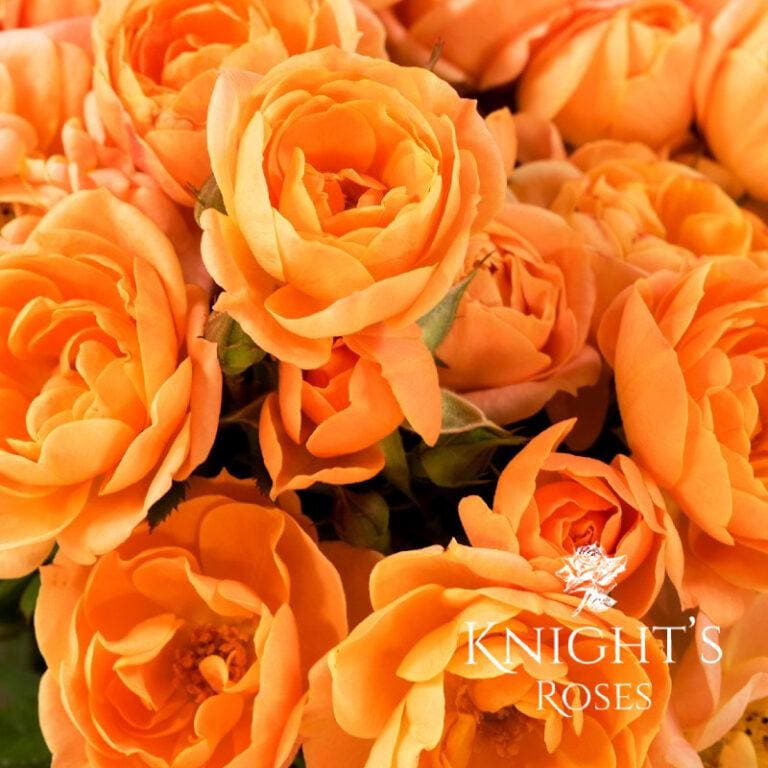 Standards & Patio Rose Bush for Sale Online | Knight's Roses Australia