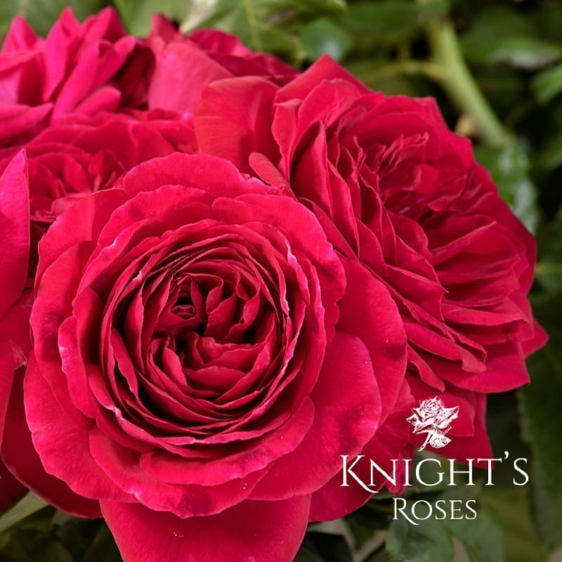 Prospero - BUY THIS ROSE ONLINE - Knight's Roses Australia