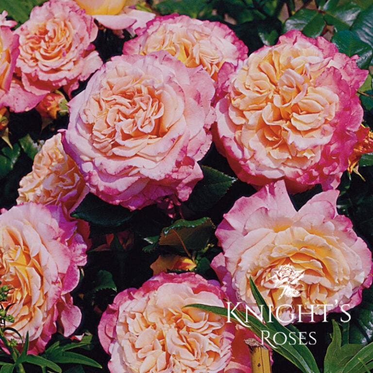 Standards & Patio Rose Bush for Sale Online | Knight's Roses Australia