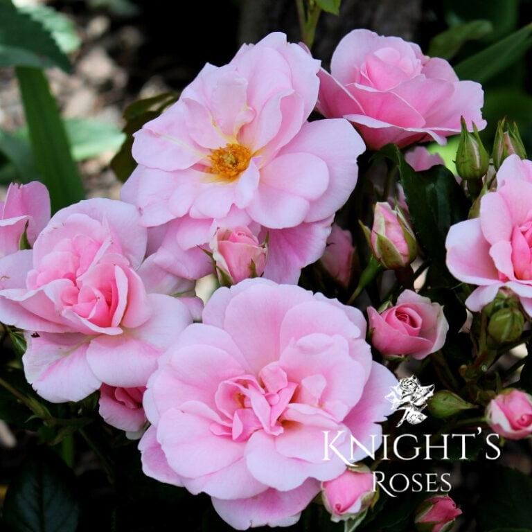 Standards & Patio Rose Bush for Sale Online | Knight's Roses Australia