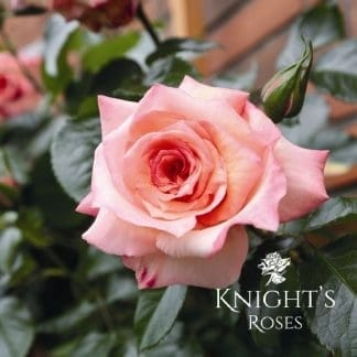 Barock - Climbing - BUY THIS ROSE ONLINE - Knight's Roses Australia