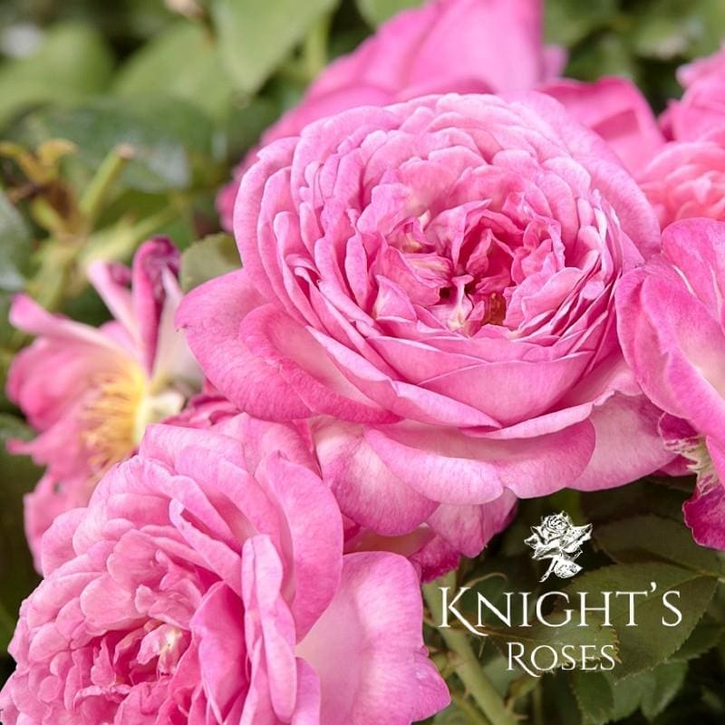 Buy Roses Online |100's of Bagged or Potted | Knight's Roses Australia