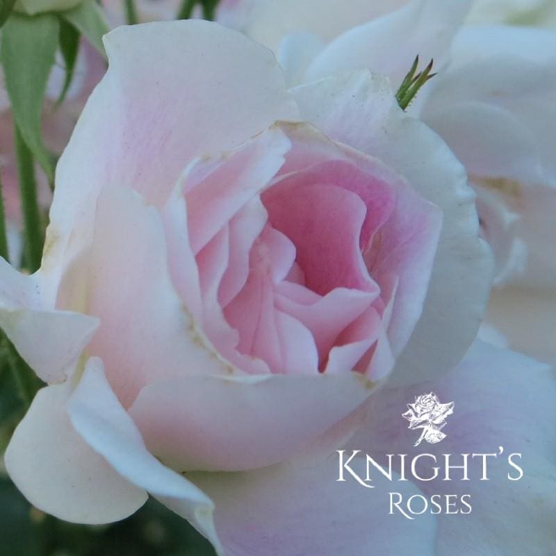 Buy Roses Online |100's of Bagged or Potted | Knight's Roses Australia