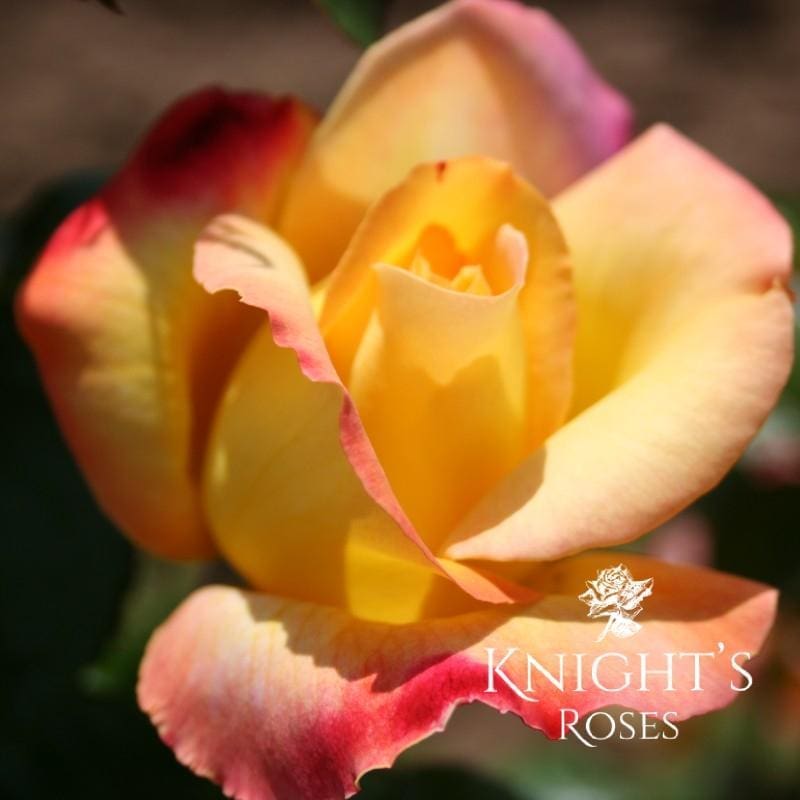 Bright Spirit - BUY THIS ROSE ONLINE - Knight's Roses Australia