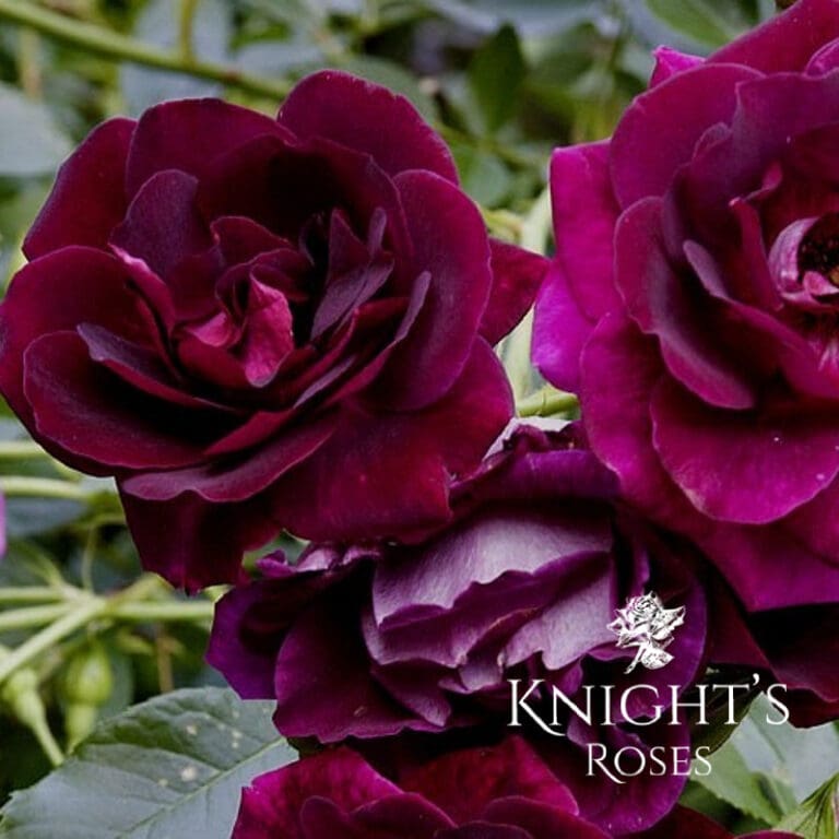Buy Roses Online |100's of Bagged or Potted | Knight's Roses Australia