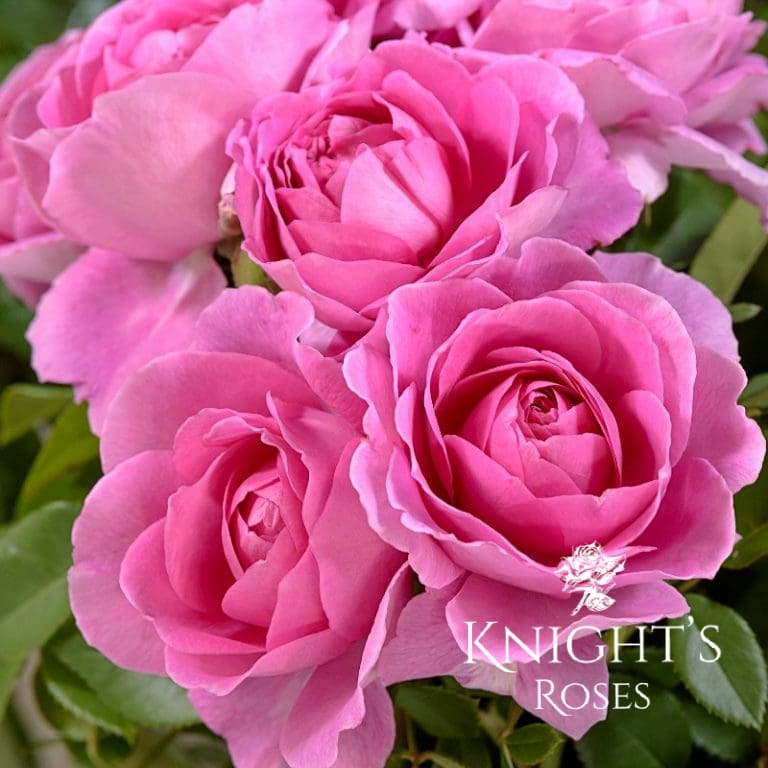 Heidi Klum Rose ® - BUY THIS ROSE ONLINE - Knight's Roses Australia
