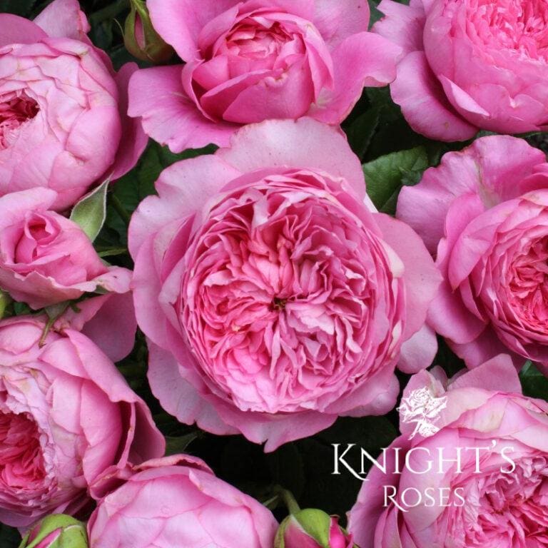 Buy Roses Online |100's of Bagged or Potted | Knight's Roses Australia
