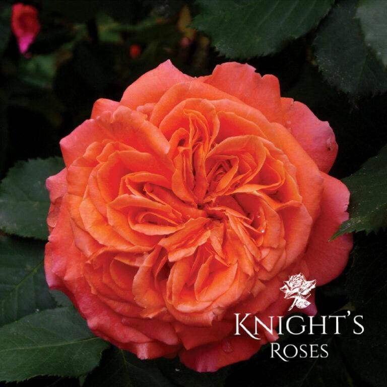 Buy Roses Online |100's of Bagged or Potted | Knight's Roses Australia