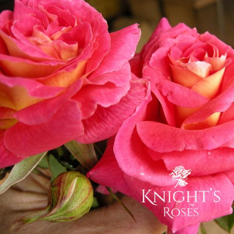 Buy Roses Online |100's of Bagged or Potted | Knight's Roses Australia