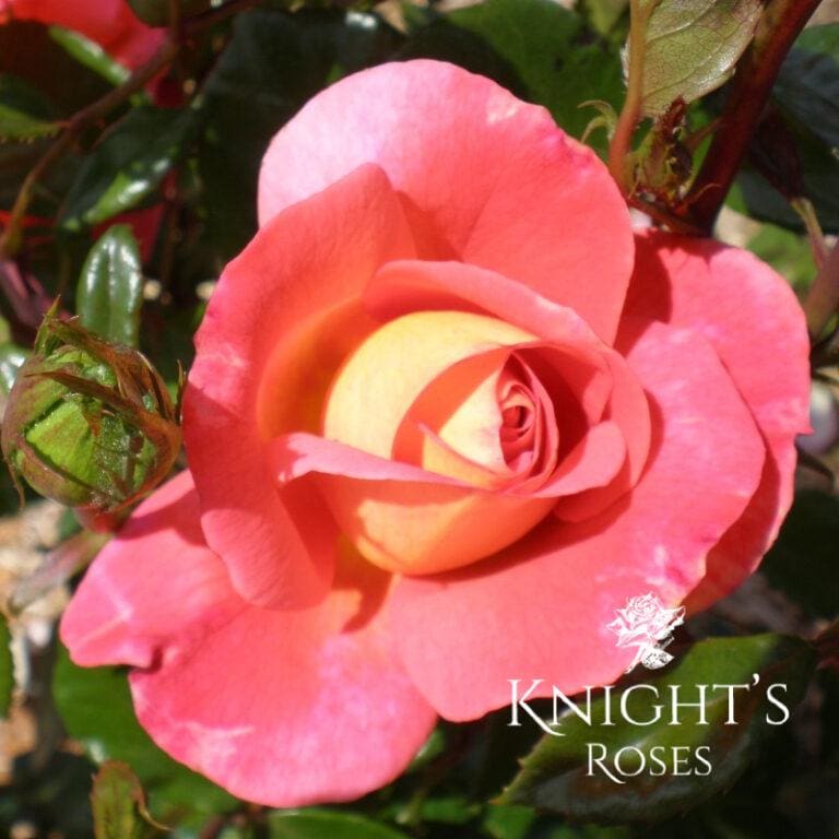Buy Roses Online |100's of Bagged or Potted | Knight's Roses Australia