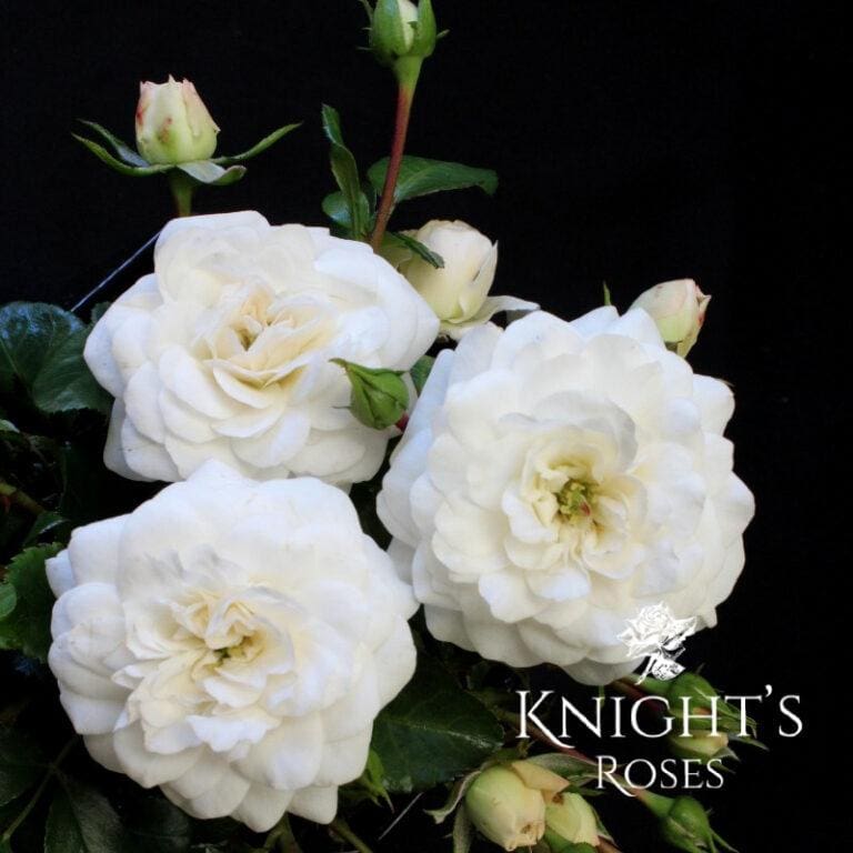 White Roses | Knights Roses Australia - Buy A Rose Bush Online