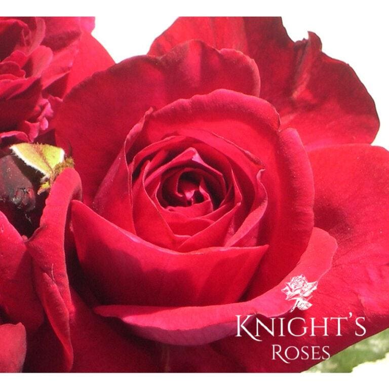 Buy Roses Online |100's of Bagged or Potted | Knight's Roses Australia