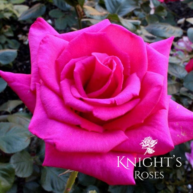Buy Roses Online |100's of Bagged or Potted | Knight's Roses Australia
