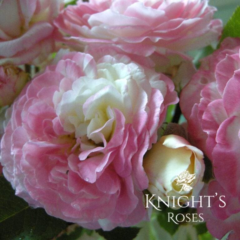Buy Roses Online |100's of Bagged or Potted | Knight's Roses Australia