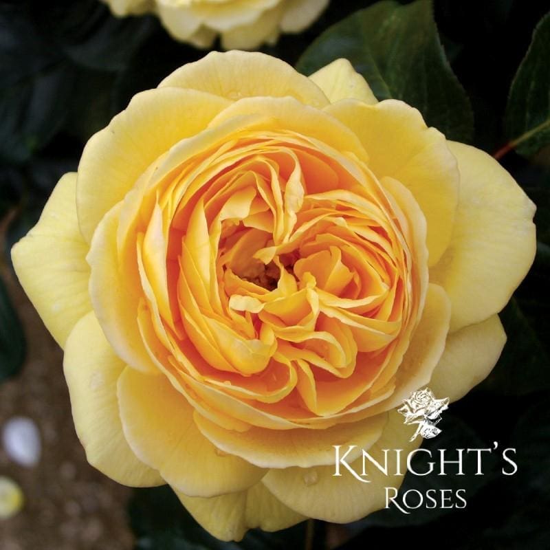 Gene Tierney ™ - BUY THIS ROSE ONLINE - Knight's Roses Australia