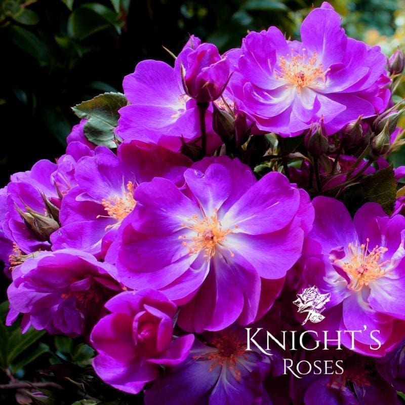 Buy Roses Online |100's of Bagged or Potted | Knight's Roses Australia