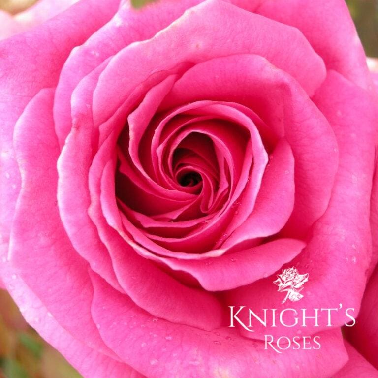 Buy Roses Online |100's of Bagged or Potted | Knight's Roses Australia