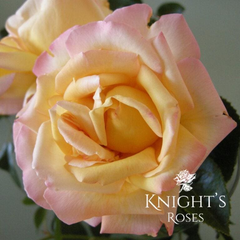Potted Roses | Knights Roses Australia - Buy A Rose Bush Online