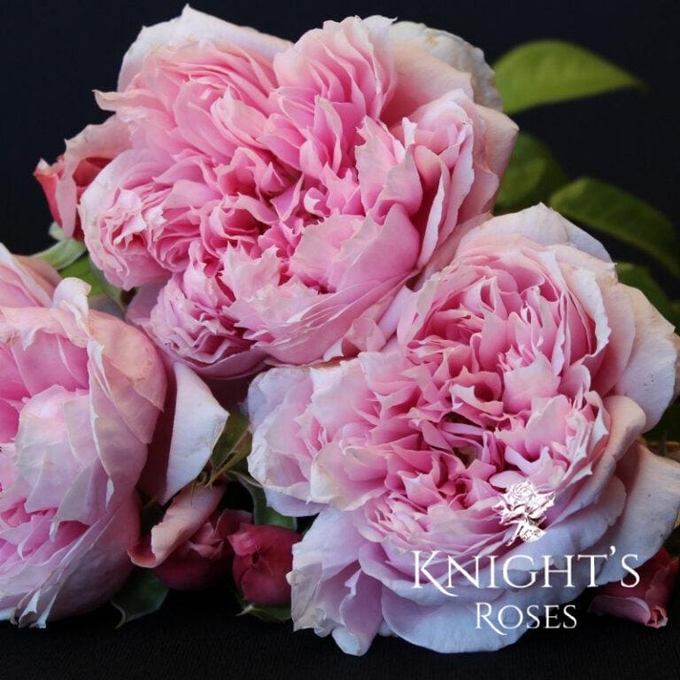 Perfume / Fragrance | Knights Roses Australia - Buy A Rose Bush Online