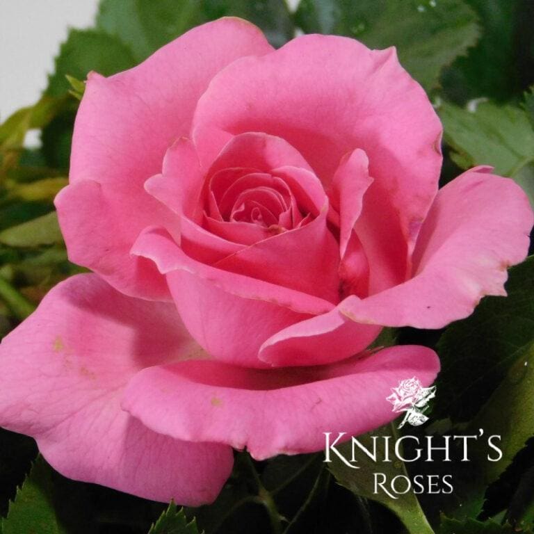Buy Roses Online |100's of Bagged or Potted | Knight's Roses Australia