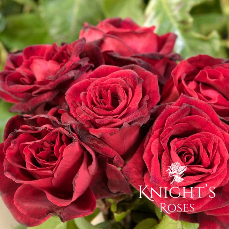 SACWA Rose ™ - BUY THIS ROSE ONLINE - Knight's Roses Australia