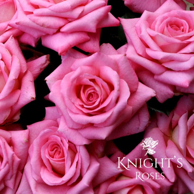 Unconditional Love - BUY THIS ROSE ONLINE - Knight's Roses Australia