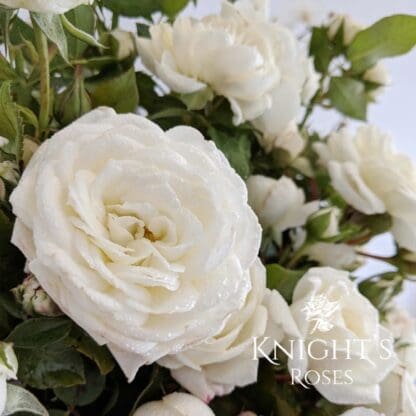 Buy Roses Online |1000's of Bagged or Potted | Knight's Roses Australia