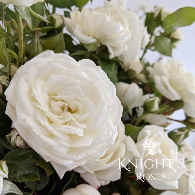 Buy Roses Online |100's of Bagged or Potted | Knight's Roses Australia