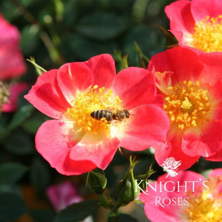 Buy Roses Online |100's of Bagged or Potted | Knight's Roses Australia