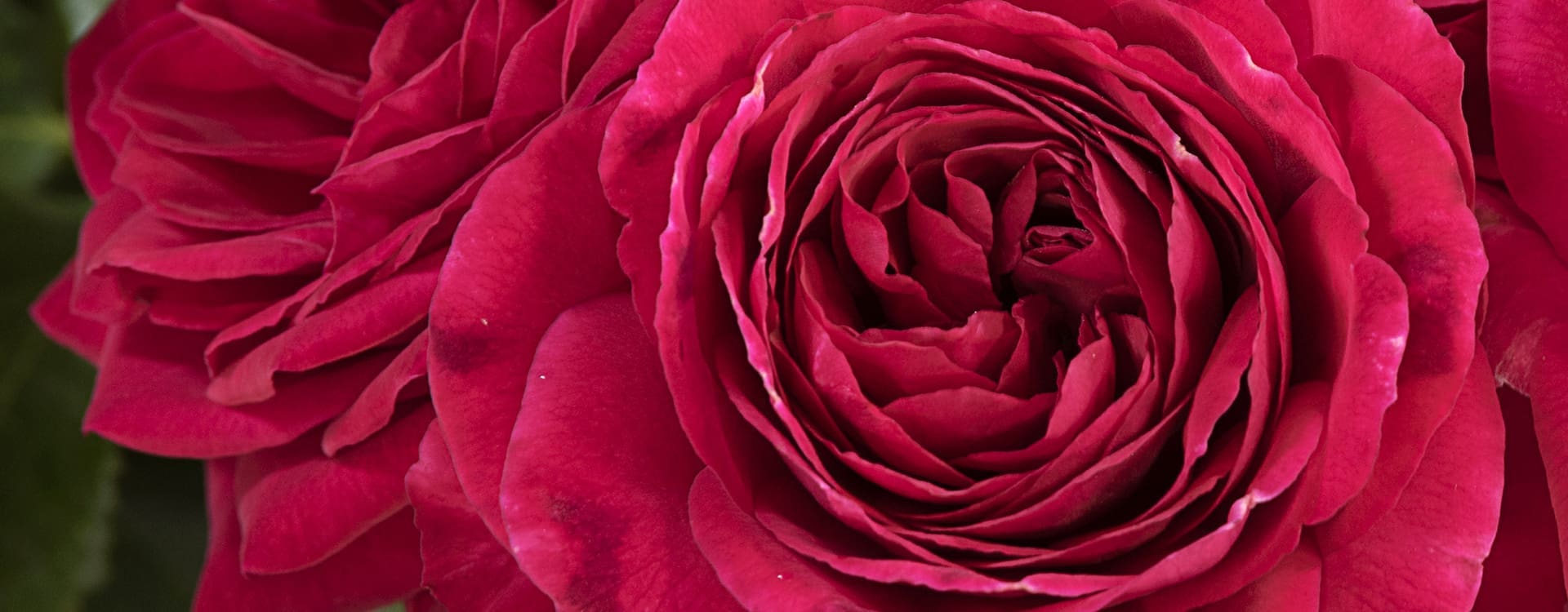 Buy Roses Online |100's of Bagged or Potted | Knight's Roses Australia