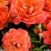 Buy Roses Online |1000's of Bagged or Potted | Knight's Roses Australia