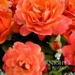 Buy Roses Online |1000's of Bagged or Potted | Knight's Roses Australia