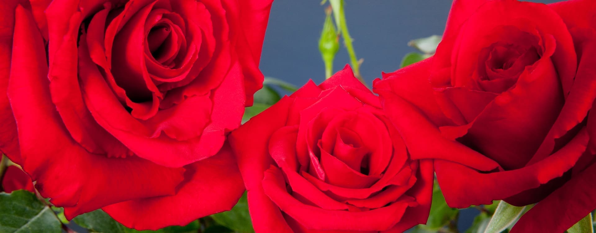 Buy Roses Online |100's of Bagged or Potted | Knight's Roses Australia