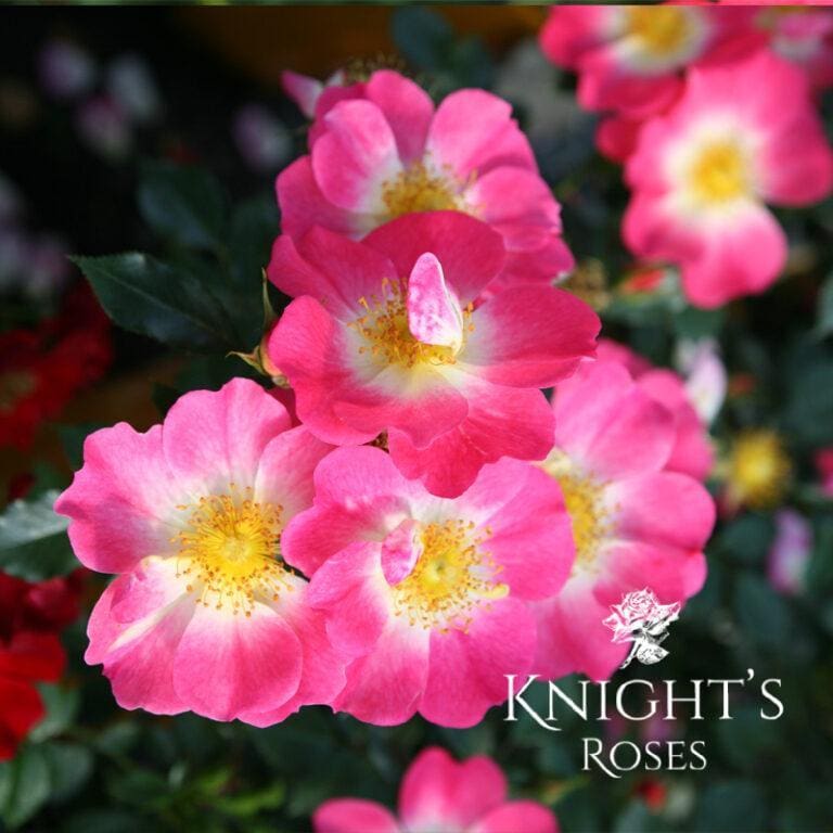 Pink Roses | Knights Roses Australia - Buy A Rose Bush Online