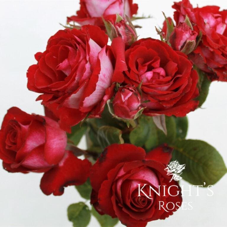 100s of Roses for Sale Online | Buy or Pre-Order | Knight's Roses Australia
