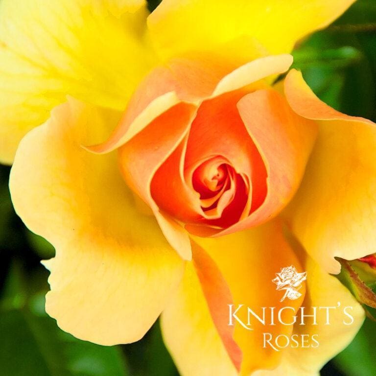 100s of Roses for Sale Online | Buy or Pre-Order | Knight's Roses Australia