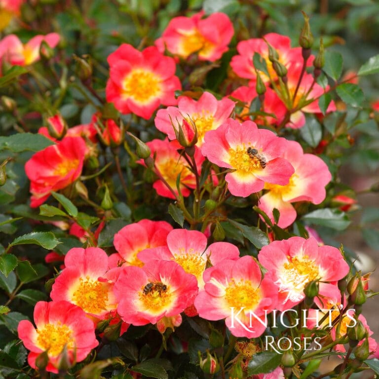 Bees' Paradise Rose® Bicolour - BUY THIS ROSE ONLINE - Knight's Roses ...