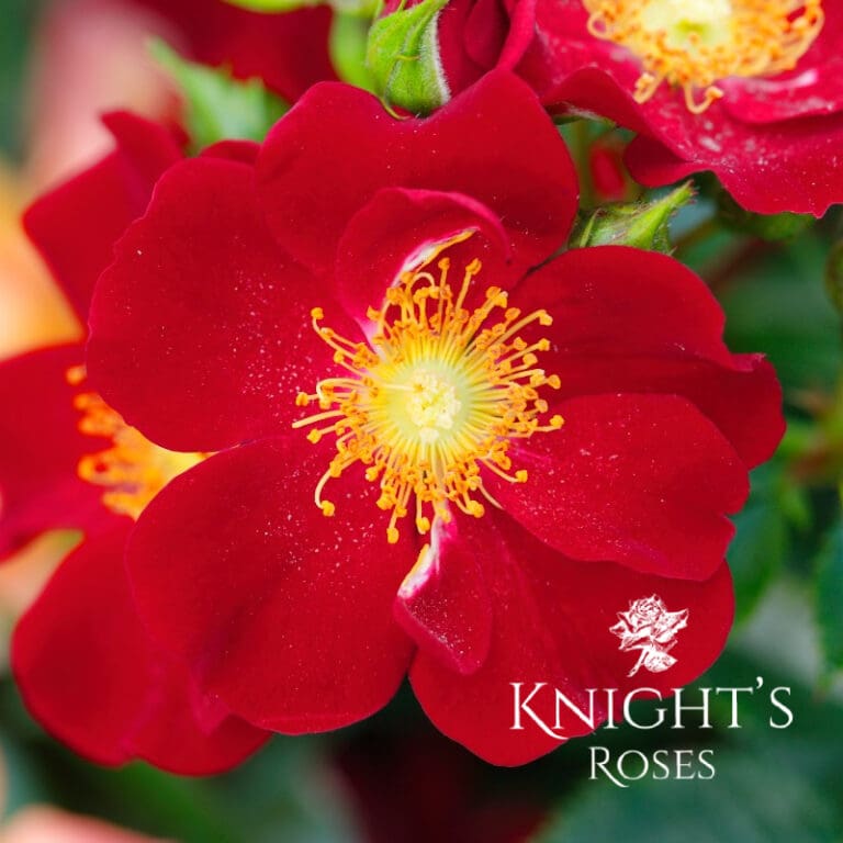 Buy Roses Online |100's of Bagged or Potted | Knight's Roses Australia