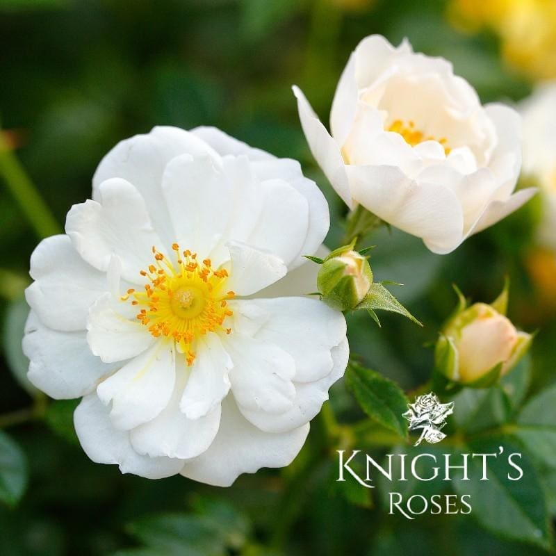 White Roses | Knights Roses Australia - Buy A Rose Bush Online