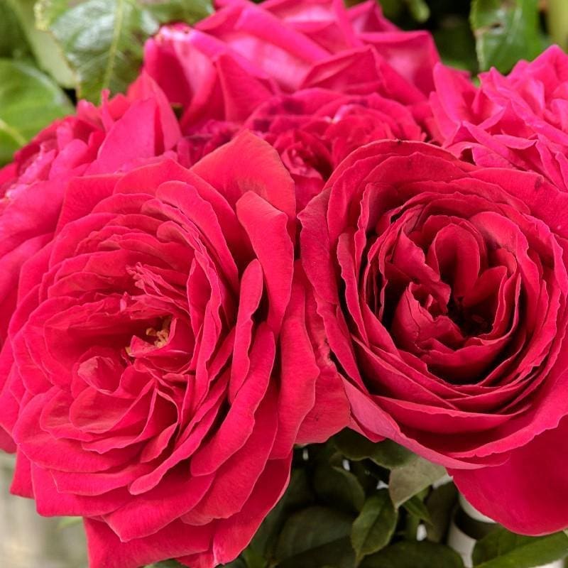 Buy Roses Online |100's of Bagged or Potted | Knight's Roses Australia