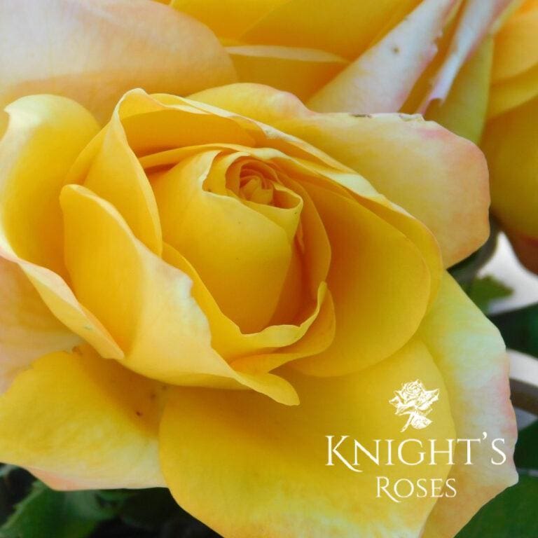 Buy Roses Online |100's of Bagged or Potted | Knight's Roses Australia