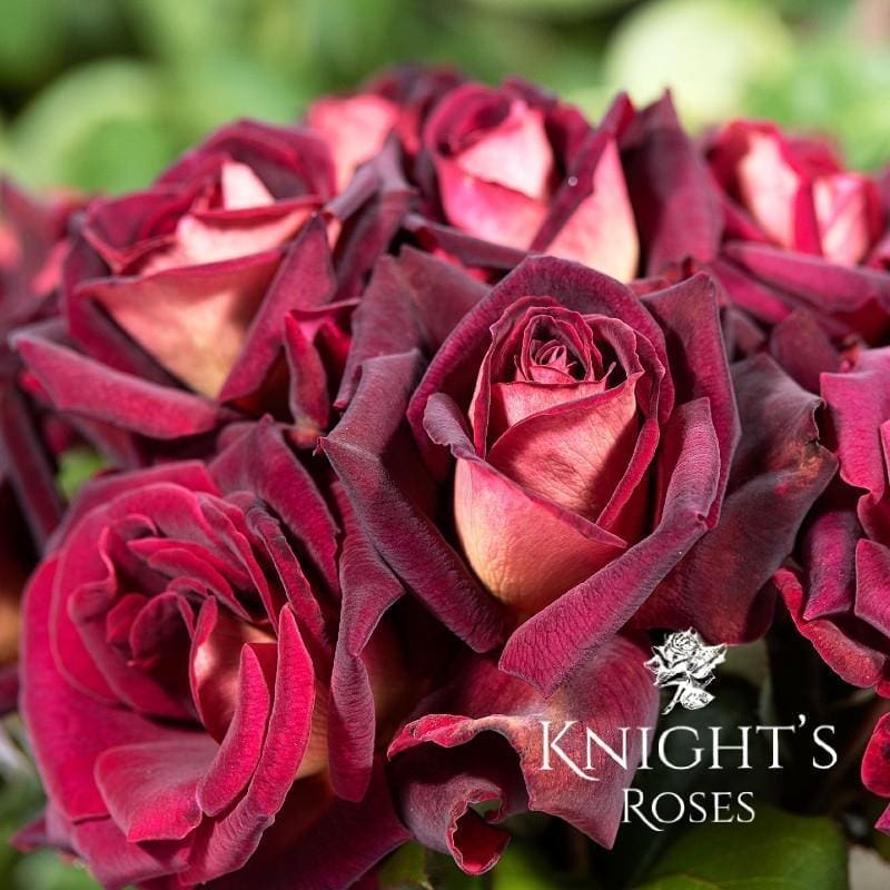 The RSL Rose - BUY THIS ROSE ONLINE - Knight's Roses Australia