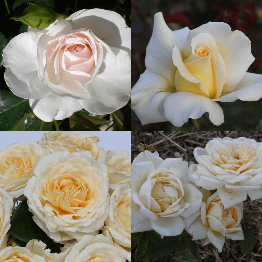 Colour | Knights Roses Australia - Buy A Rose Bush Online