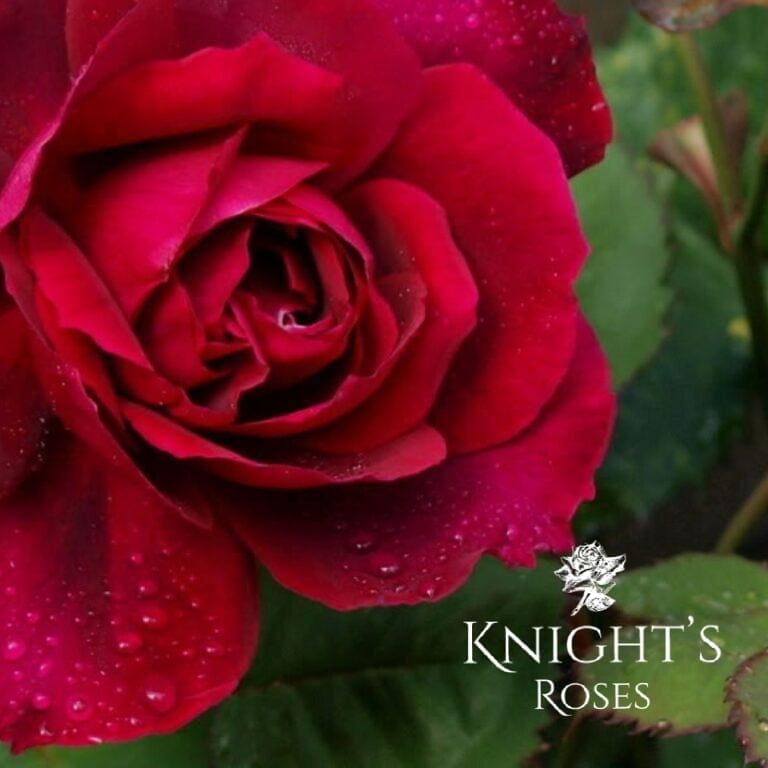 Red Roses | Knights Roses Australia - Buy A Rose Bush Online