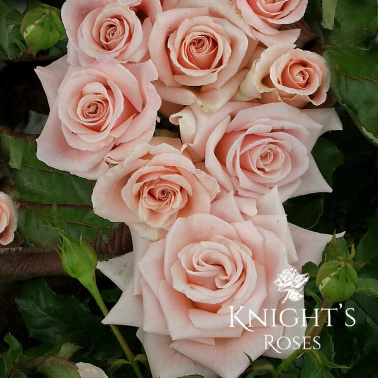 Buy Roses Online |100's of Bagged or Potted | Knight's Roses Australia