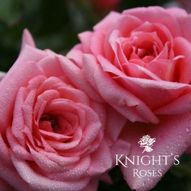 Buy Roses Online |100's of Bagged or Potted | Knight's Roses Australia