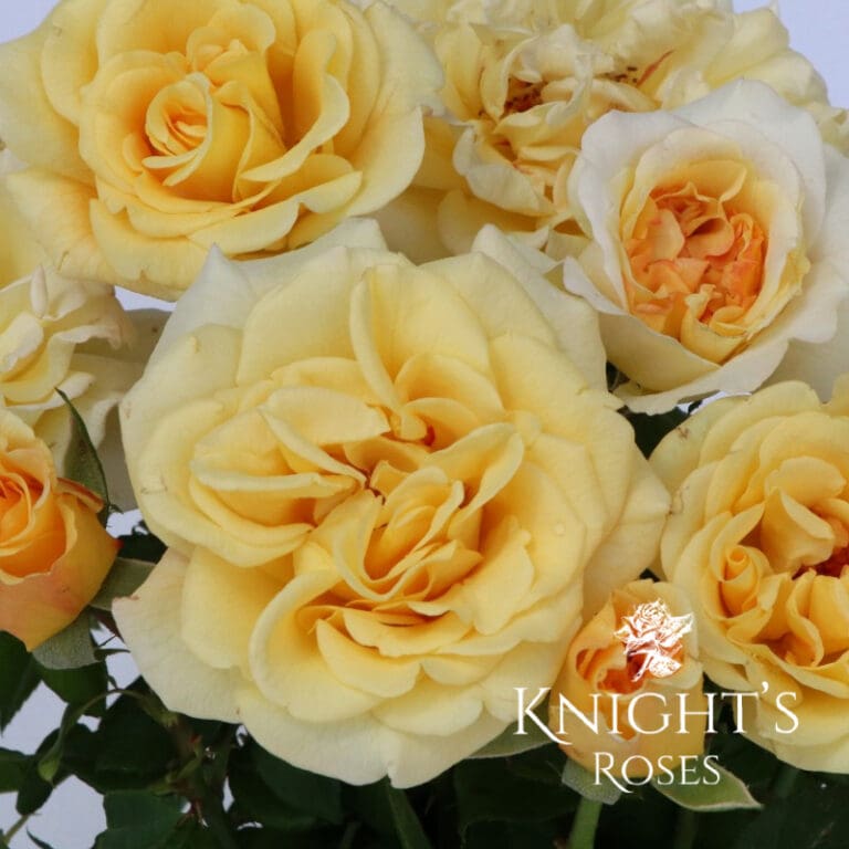Buy Roses Online |100's of Bagged or Potted | Knight's Roses Australia