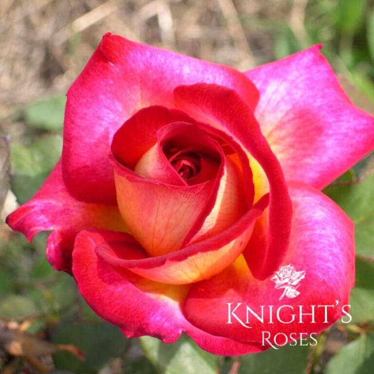 Buy Roses Online |100's of Bagged or Potted | Knight's Roses Australia