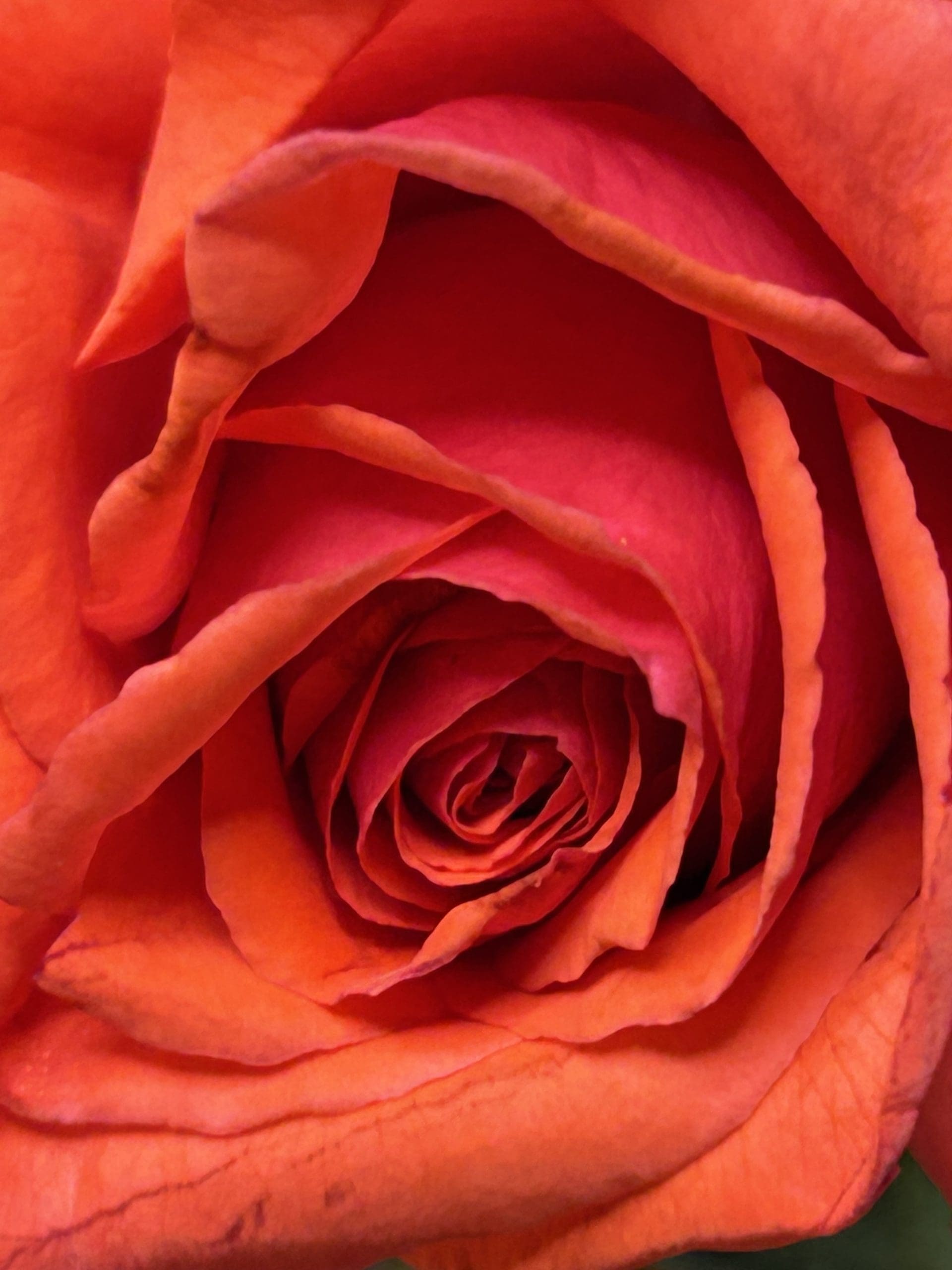 Fragrant Cloud - BUY THIS ROSE ONLINE - Knight's Roses Australia