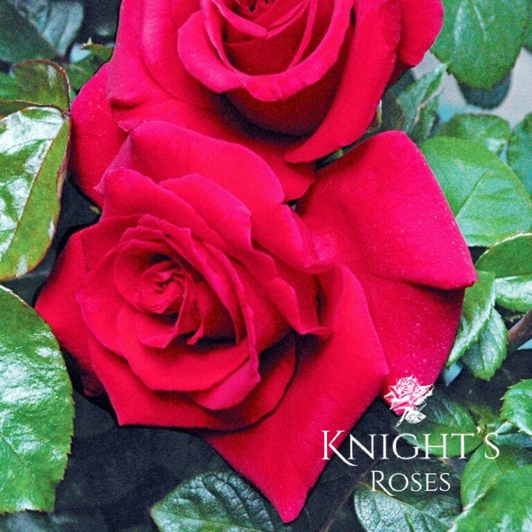 Buy Roses Online |100's of Bagged or Potted | Knight's Roses Australia